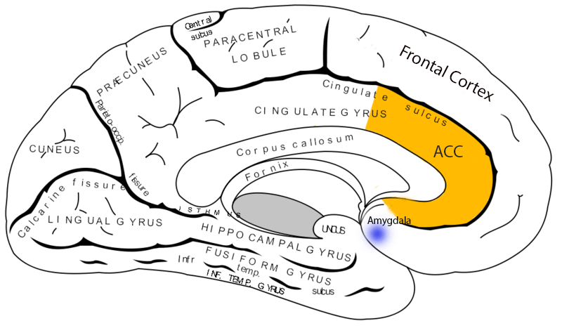 Anxiety-Panic Feedback Loop - Attention Training Therapy ...