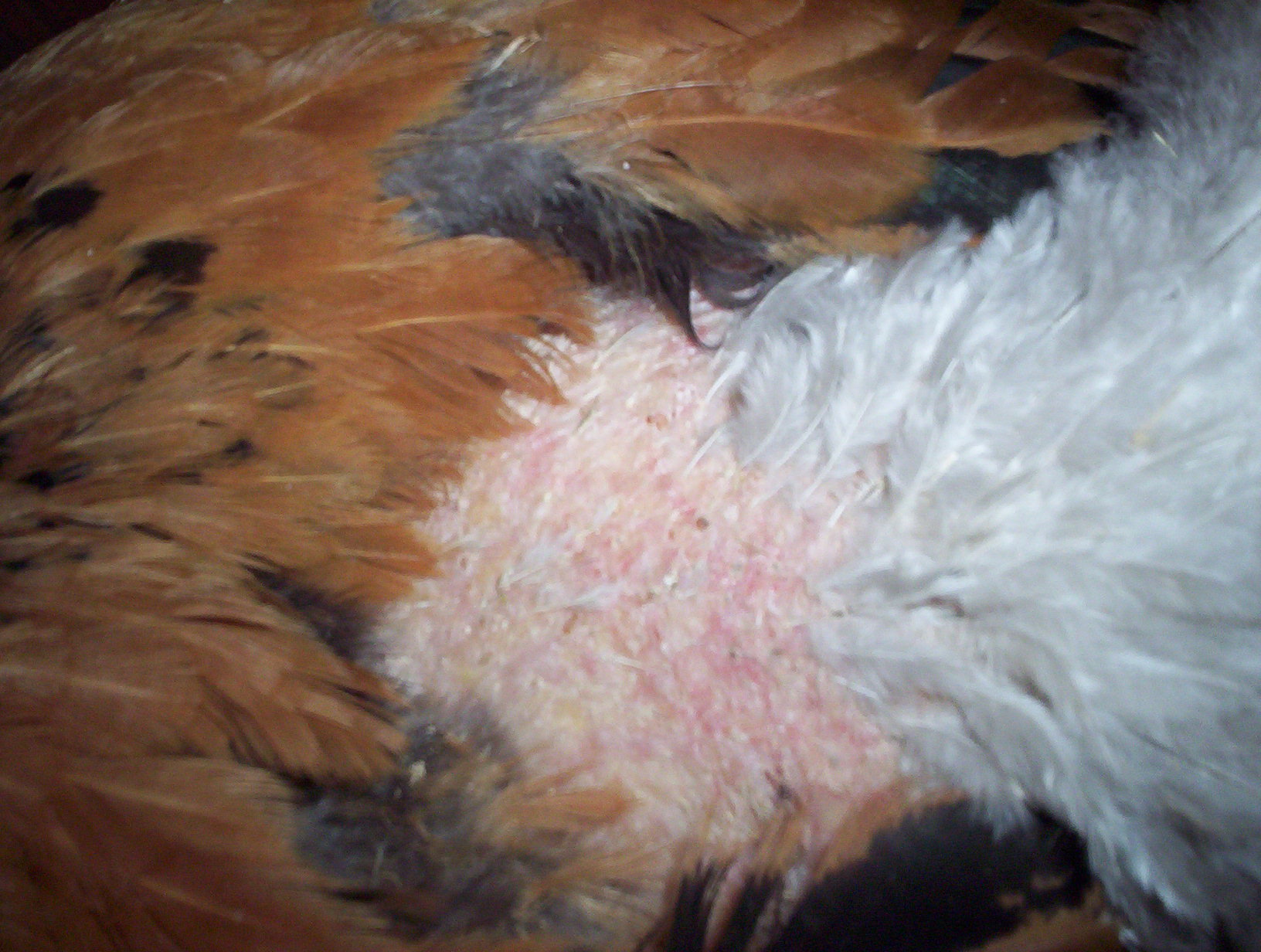 Chicken Misc. | The Ultimate Answer to Kings