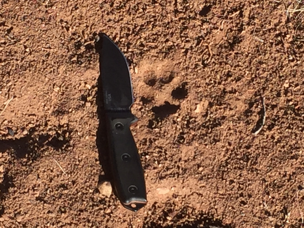 Speaking of predator tracks… | The Ultimate Answer to Kings
