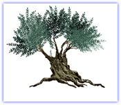 Lessons From The Olive Tree | John Nel
