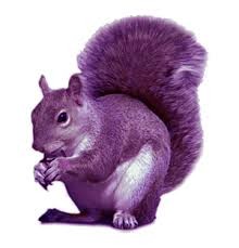 We Are All Purple Squirrels - Manage By Walking Around