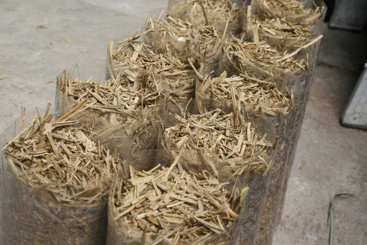 Substrate Bags | Learning and Support for Mushroom Industry