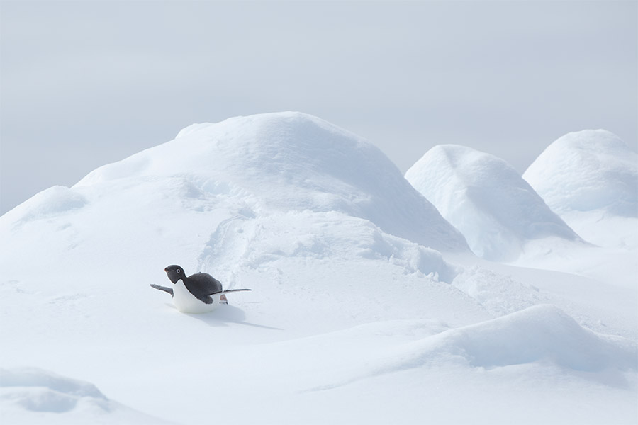 Commonwealth Bay, Mainland Antarctica - Kate McCombie Photography