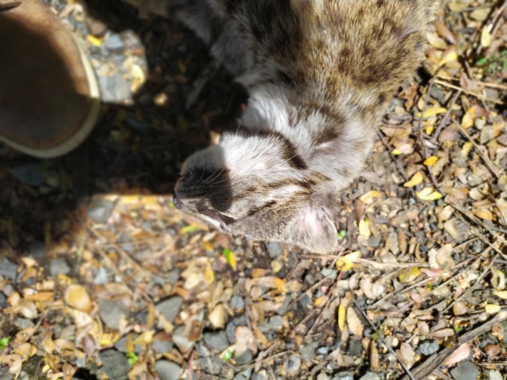Guiña (Leopardus guigna) observed by Mailén Marchant - Kenosus