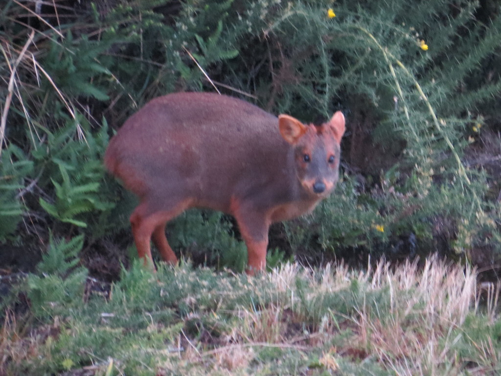 Southern Pudú (Pudu puda) observed by Francisco Brañas - Kenosus