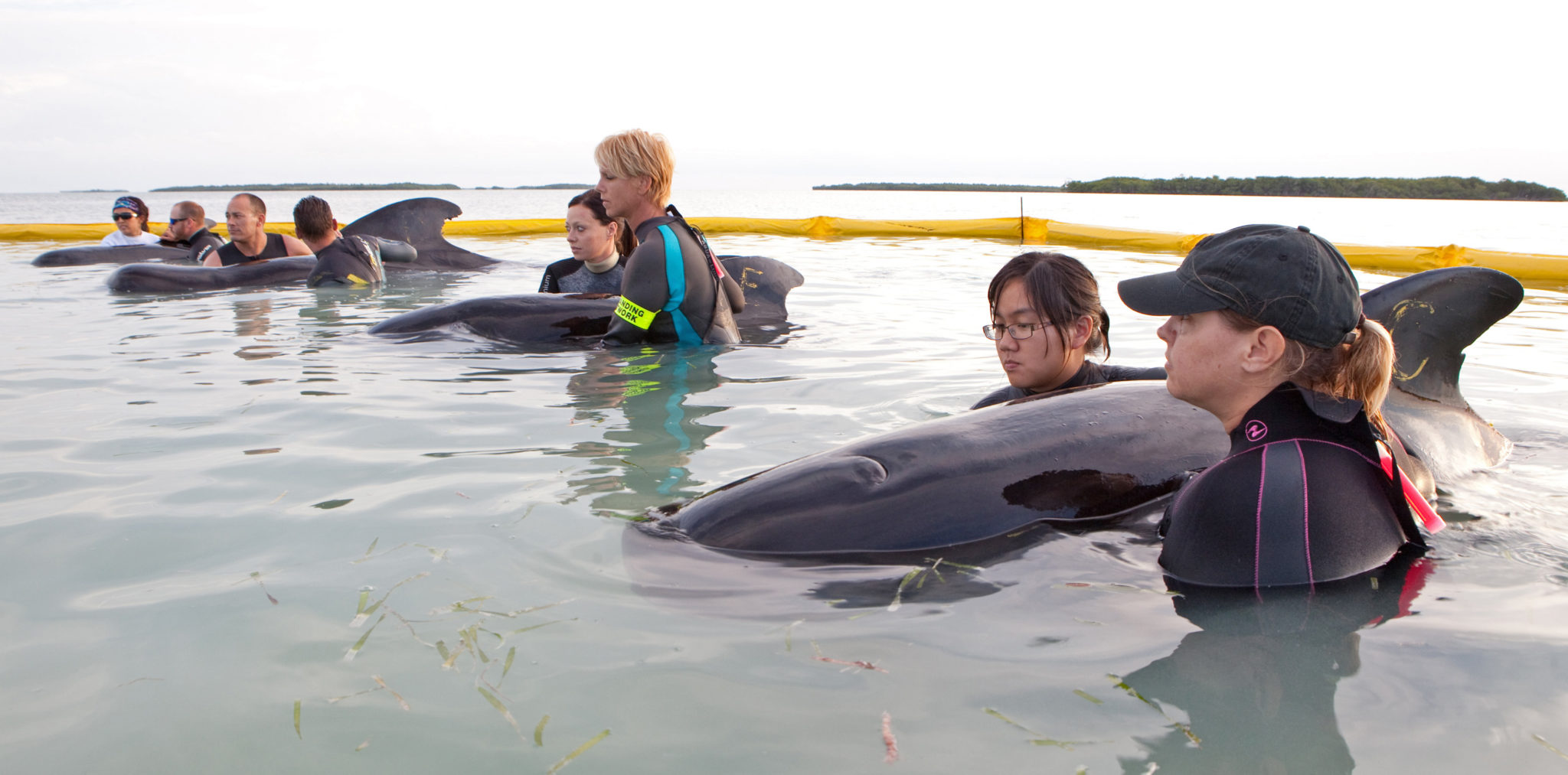 Mass Pilot Whale Stranding in the Florida Keys - Florida Keys Weekly ...