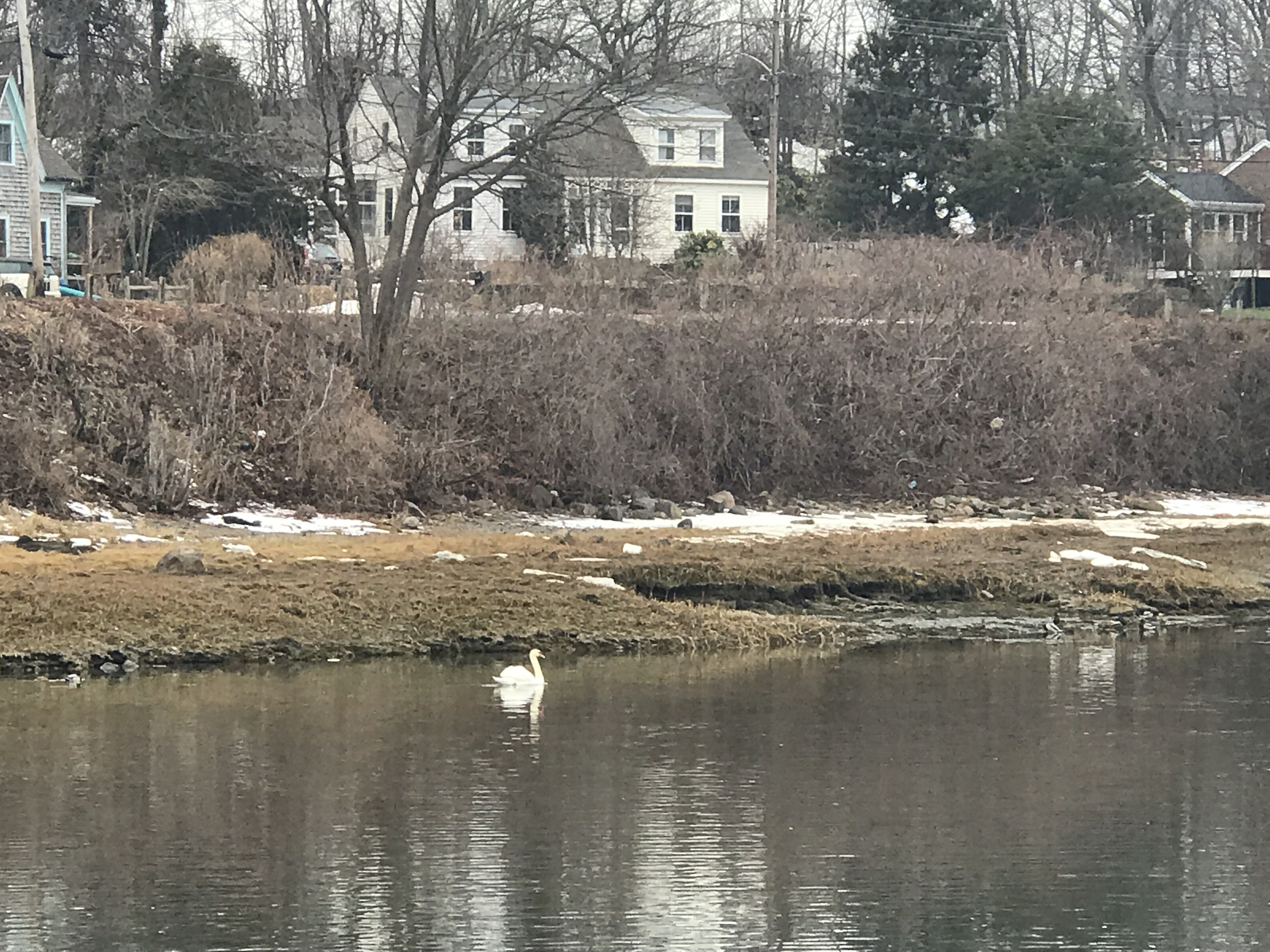 Mr. Swan | Kim Smith Films