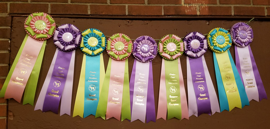 Kinder Goats in Southern Illinois - Kinder Korner Goats