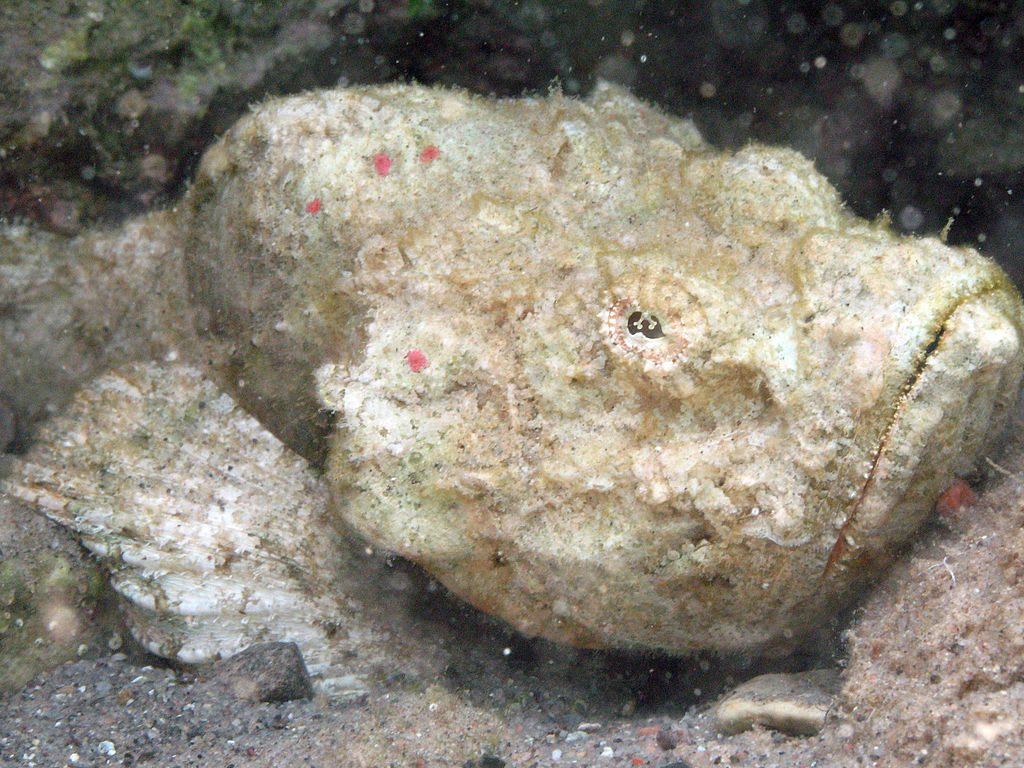 stonefish | KingPellinore.com