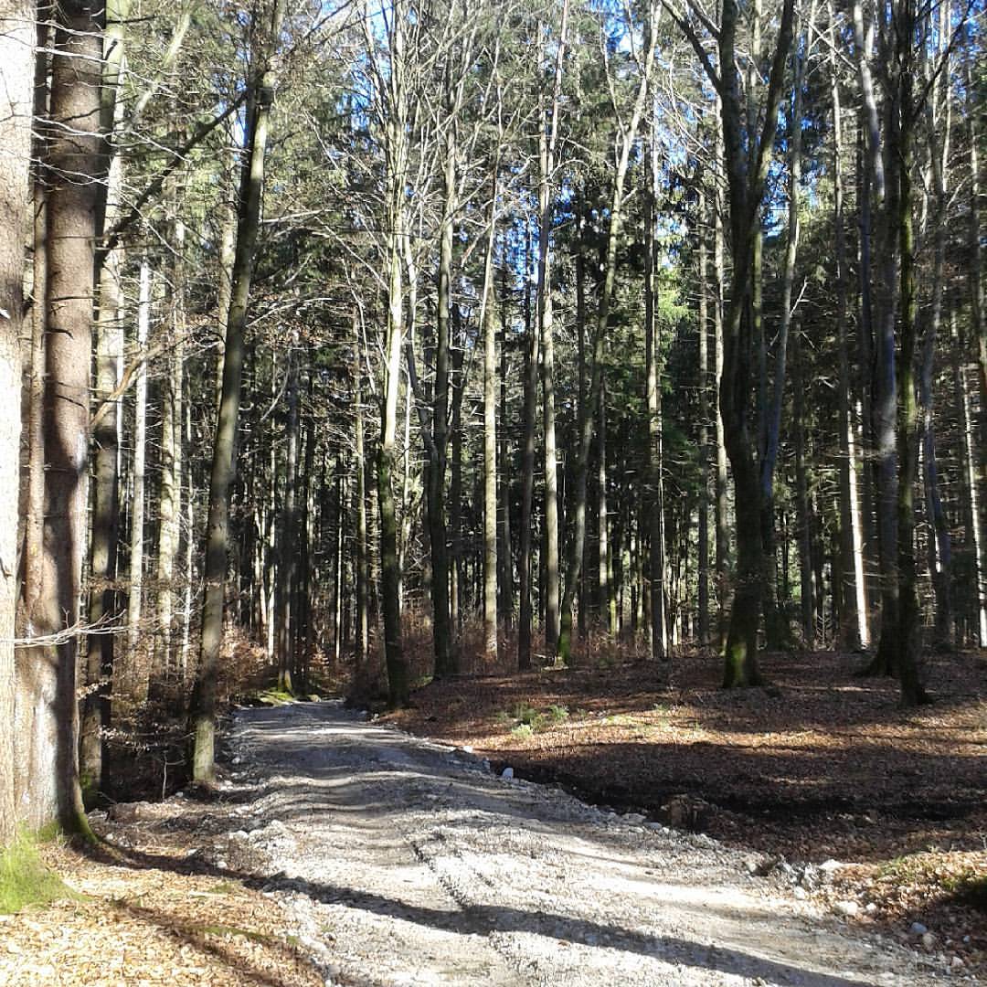 Wanderung durch Wald bei Aying