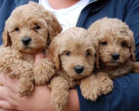 Lil Red’s Australian Labradoodle Puppies | Manor Lake Australian ...