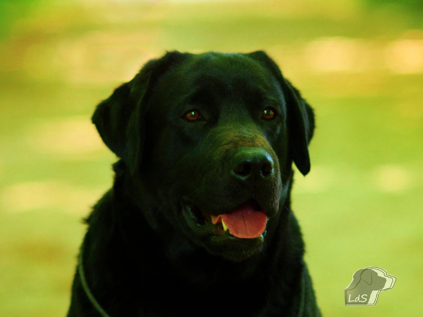 Labrador maschi neri - Stalloni Labrador dall'italia e dal mondo