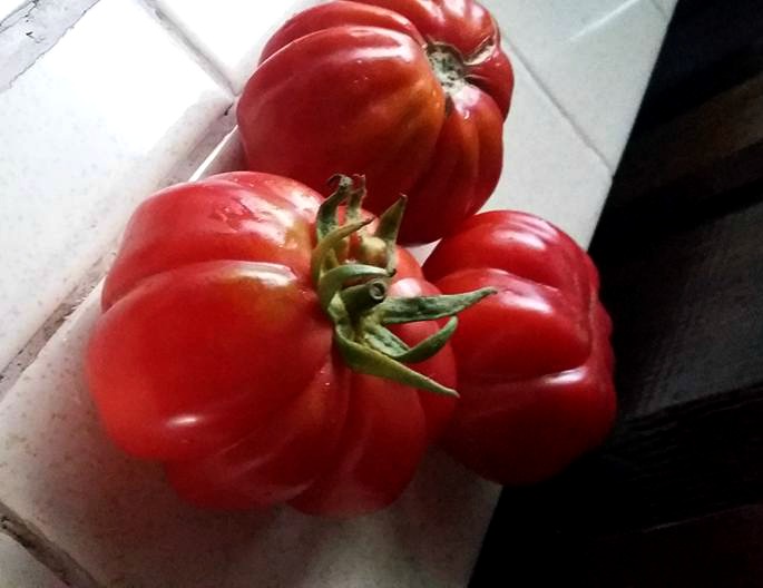 Herencia gastronómica: Oaxaca y sus jitomates criollos