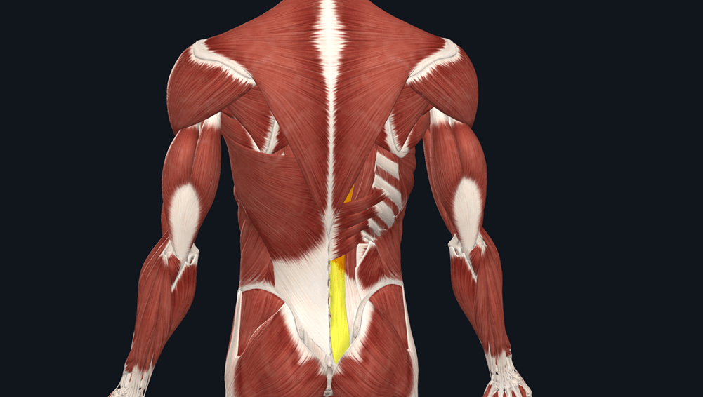 Back Muscles - Dr. D's Integrative Health