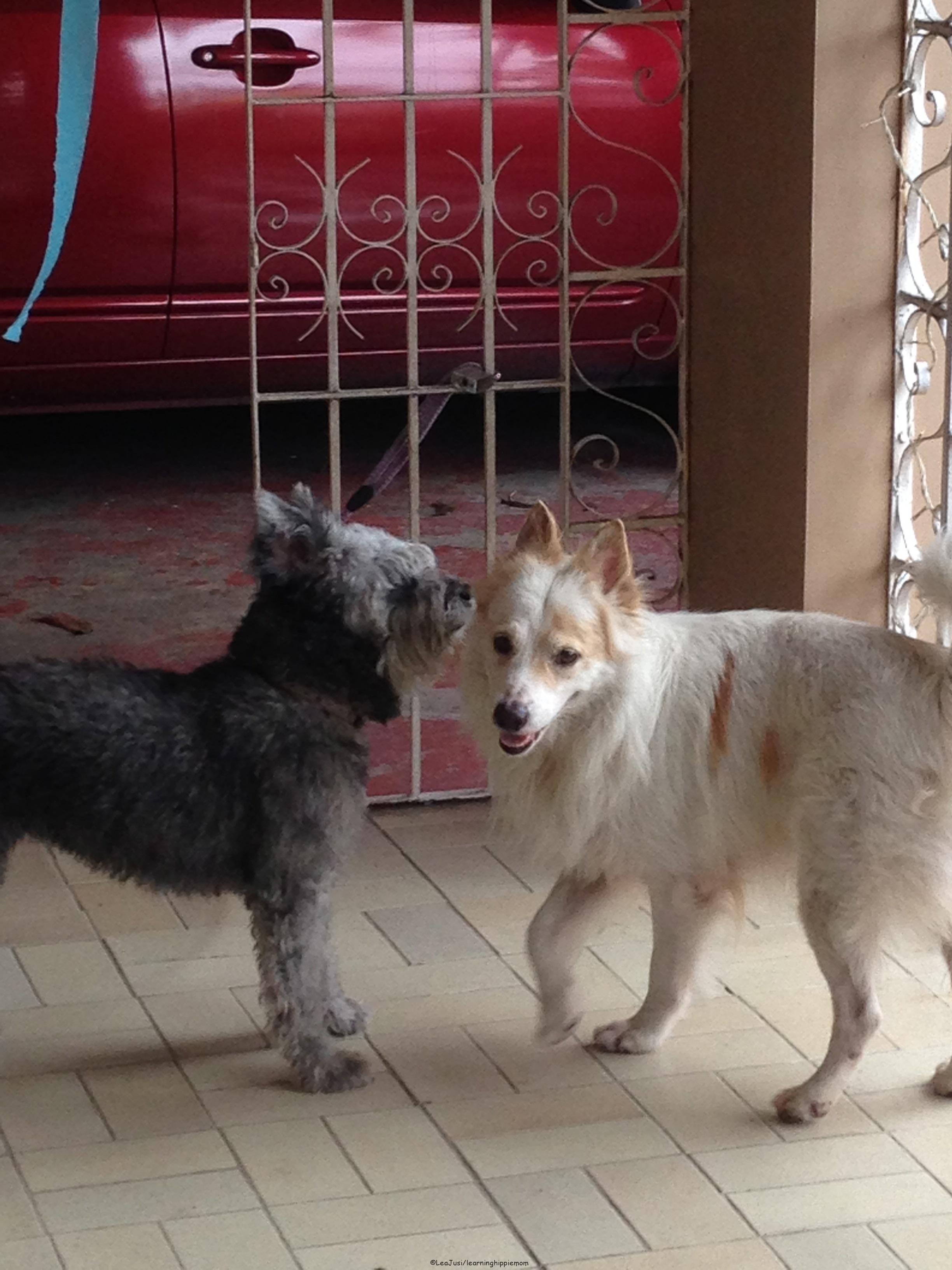 Shiro, Borrowed and Beloved Dog – Learning Hippie Mom