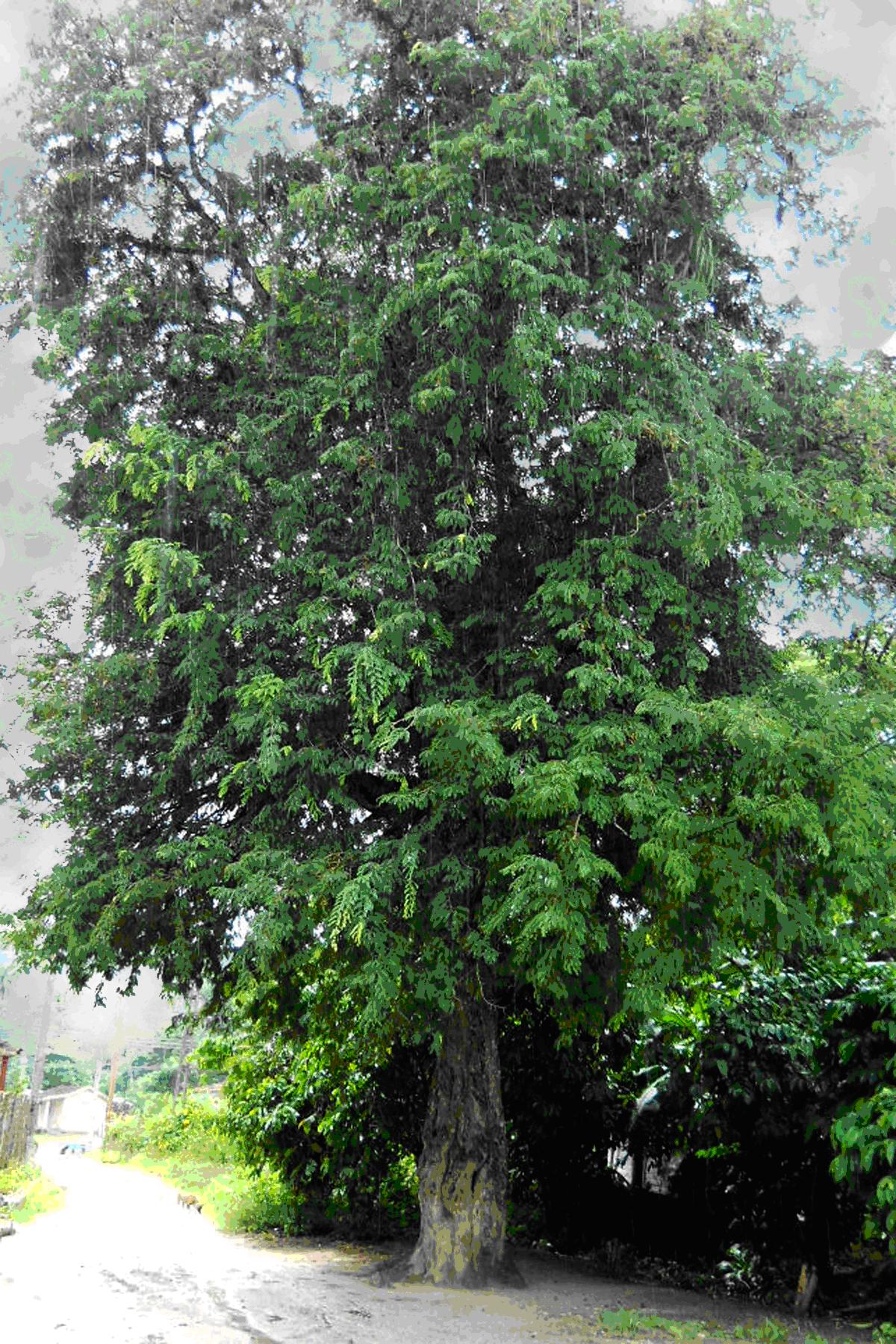 L’acajou d’Ernesto Che Guevara | Les têtards arboricoles