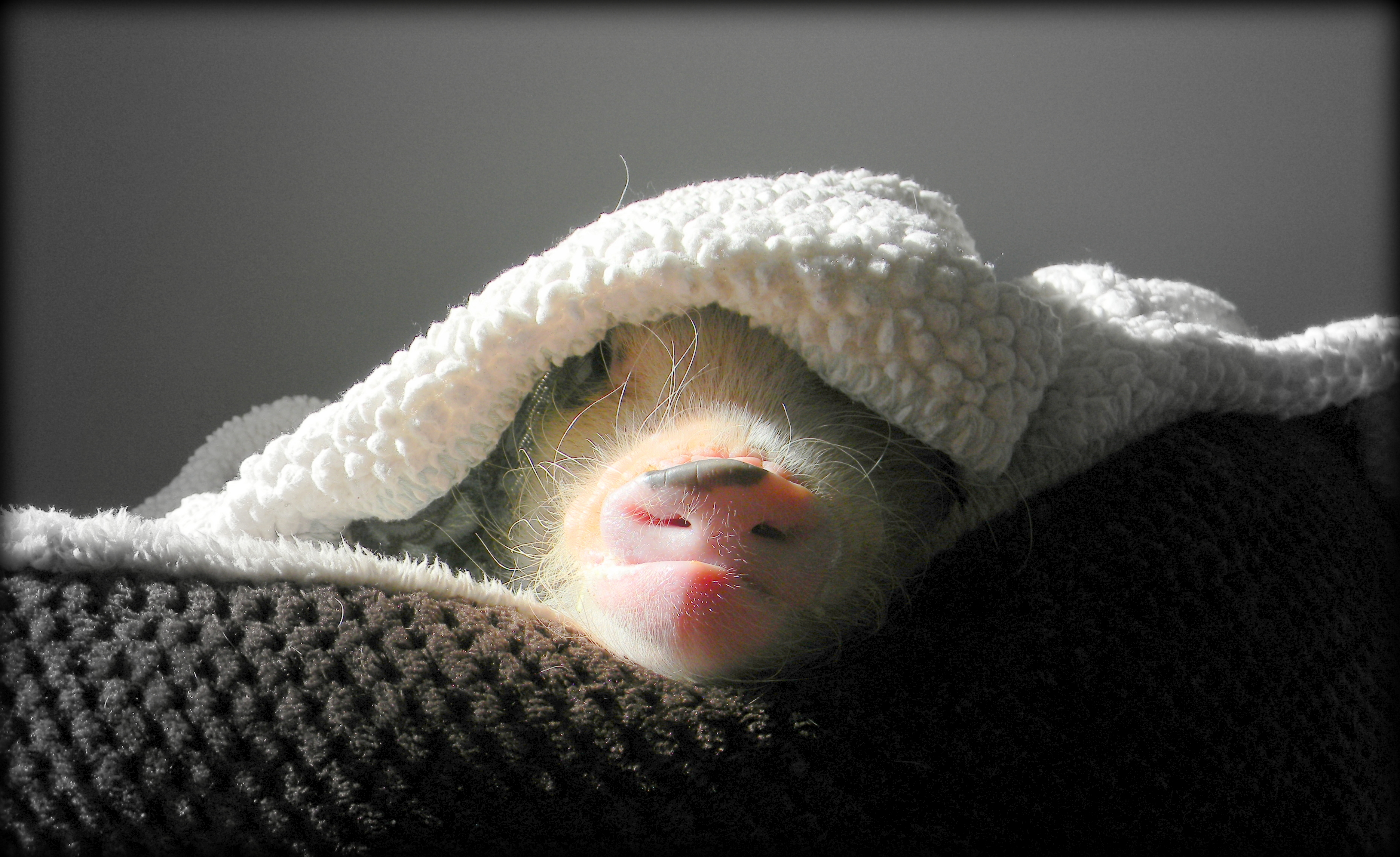 Mini Pig Snoring (with Sound Recording) | Life with a Mini Pig