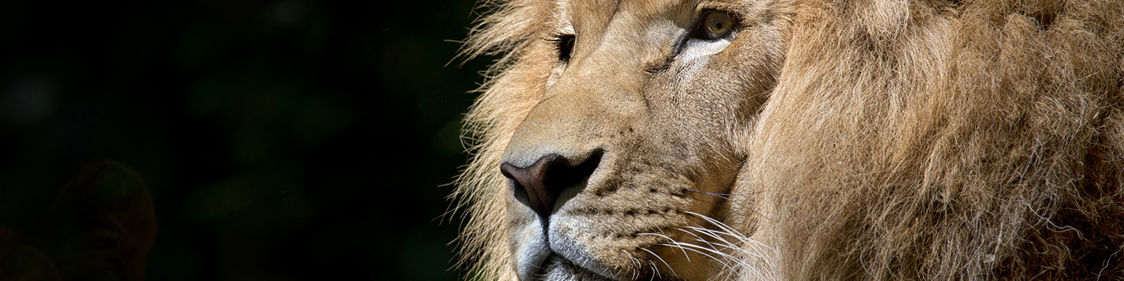 Lion — Free LinkedIn Header Images