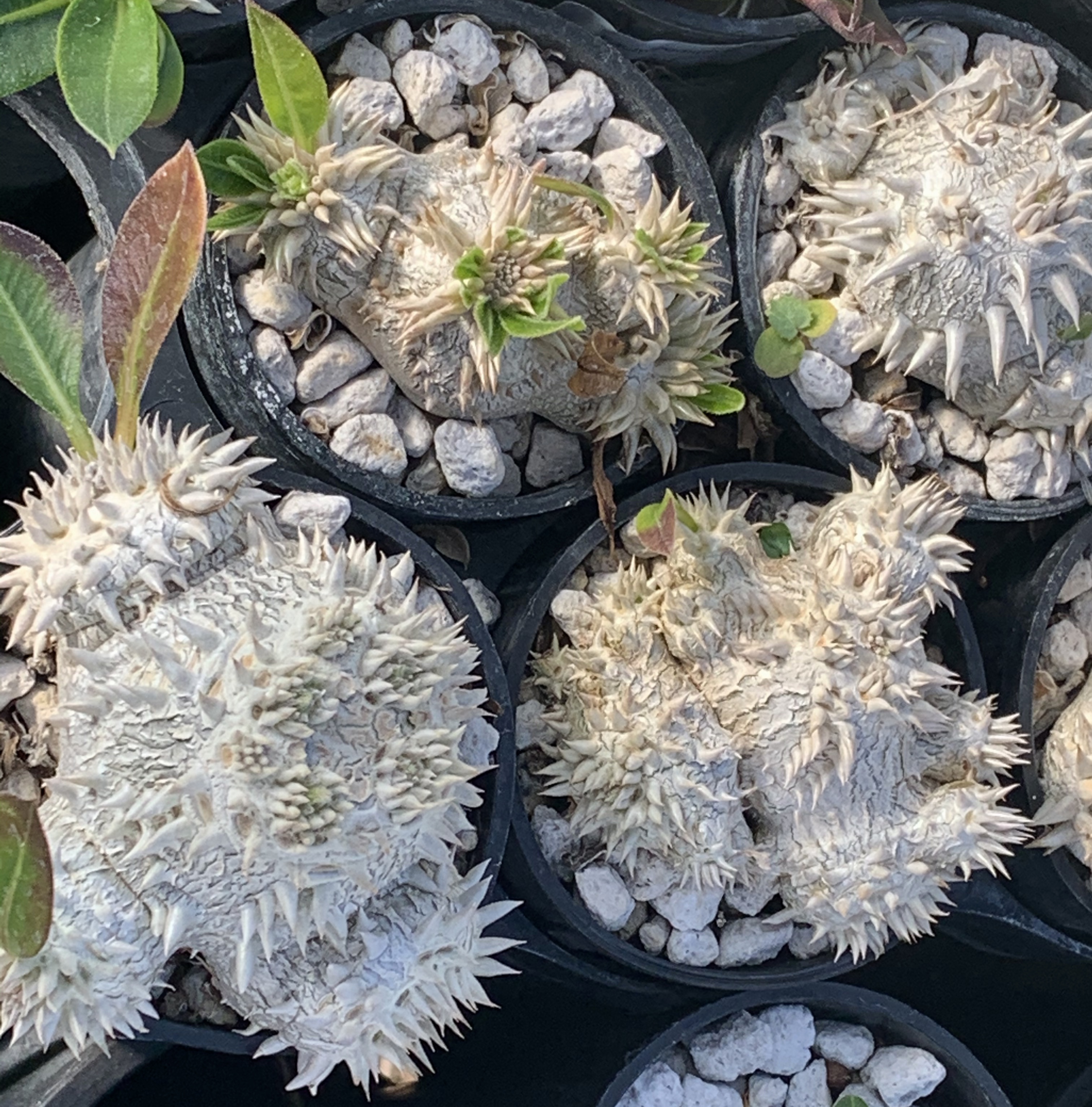 Pachypodium - Lithops Living Stones Nursery