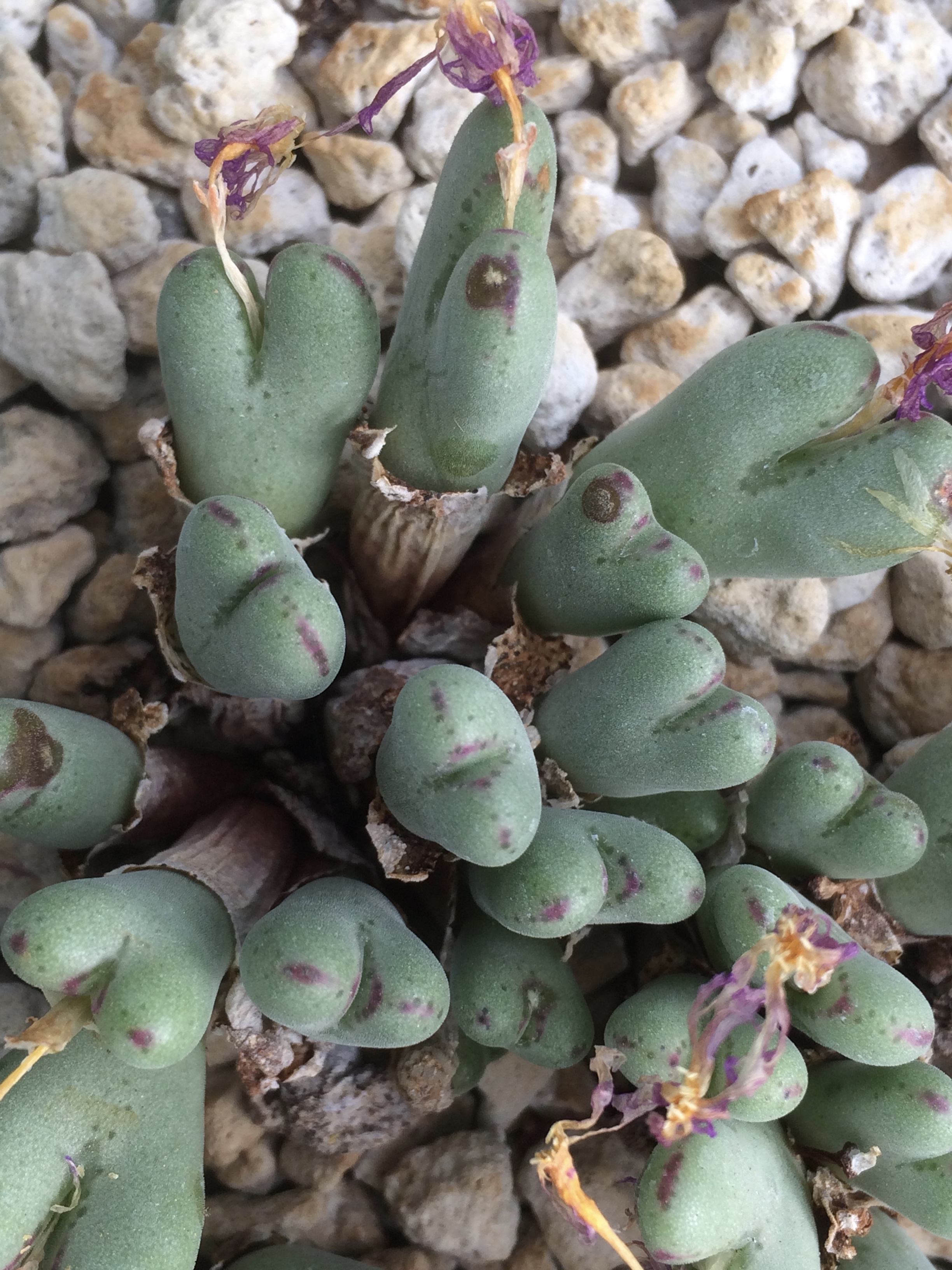Conophytum - Lithops Living Stones Nursery