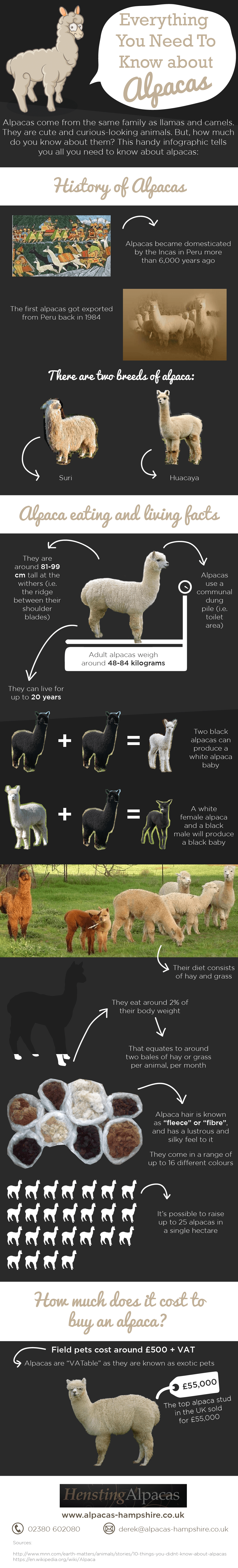 Alpaca Facts [INFOGRAPHIC]