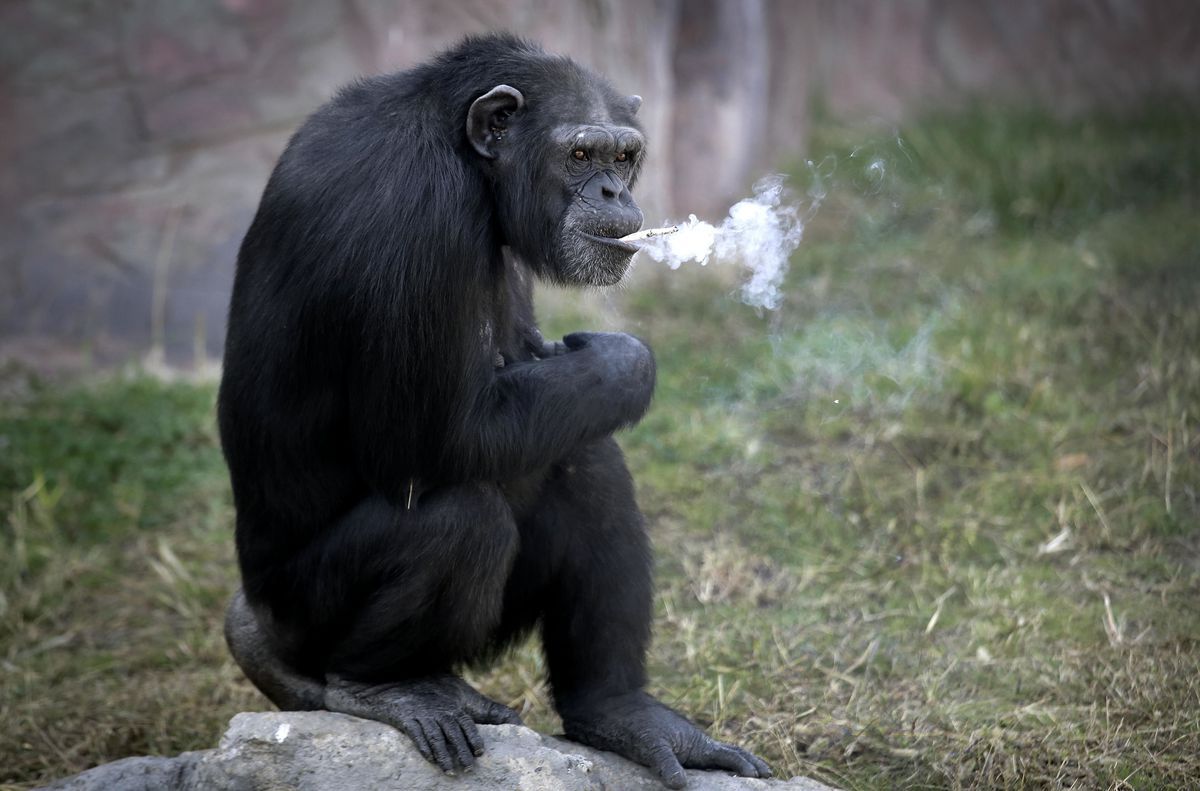 Chimpancé en Corea del Norte fuma una cajetilla de cigarros diaria