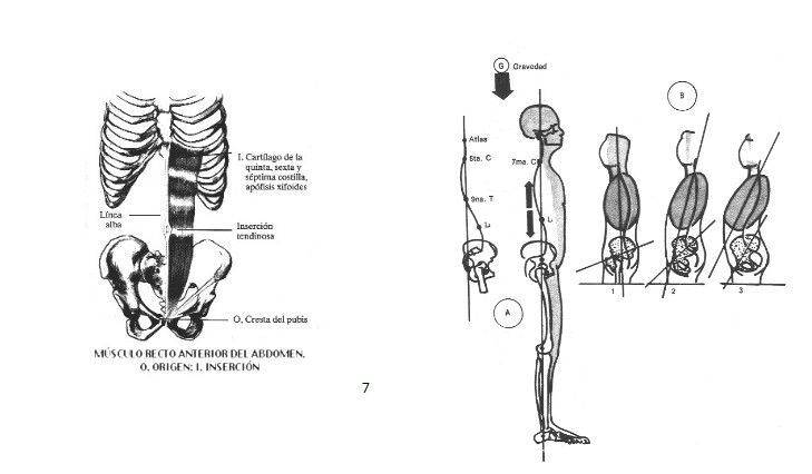 ¿Dónde está el centro de gravedad del cuerpo (CORE)?