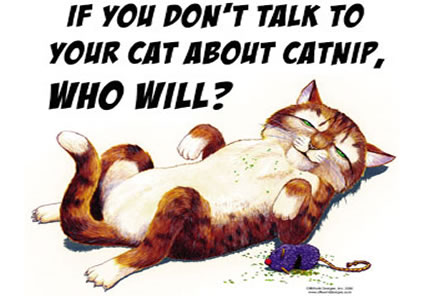 What Really Happens to Cats High Off Catnip? Whatever it is, It’s Pretty Epic. – LOYAL K.N.G.