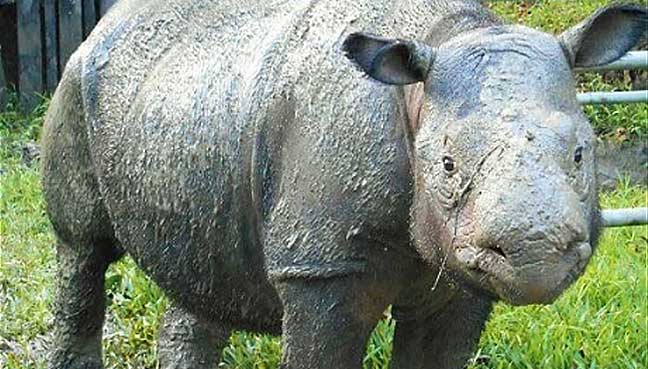 Badak Sumbu Kartun - soakploaty