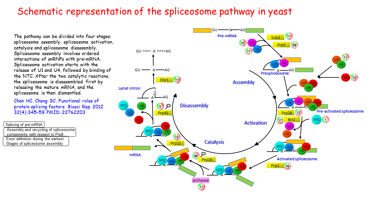 What Is Schematic Representation