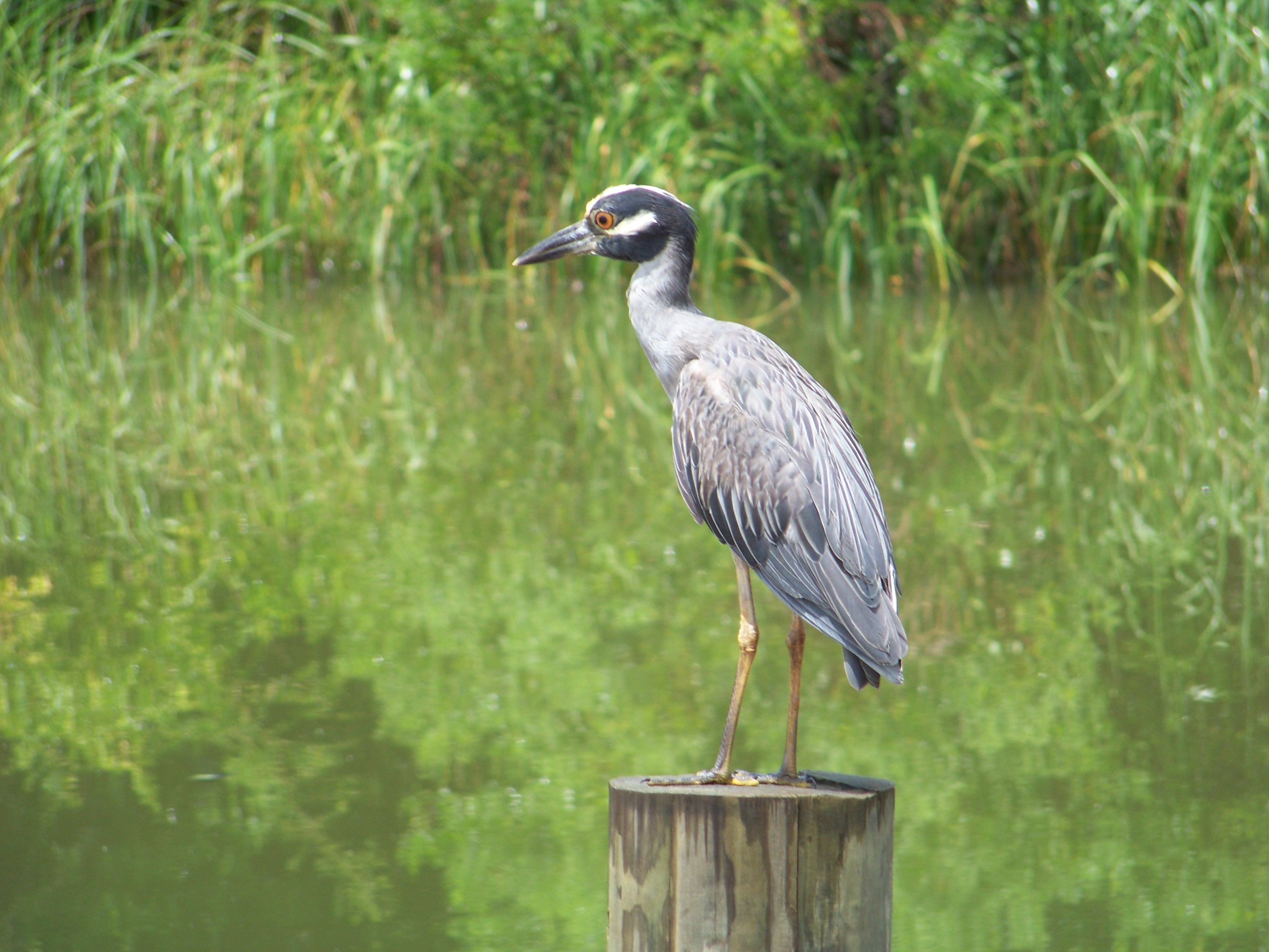 Elemental: birds by the water | Maria Morera Johnson