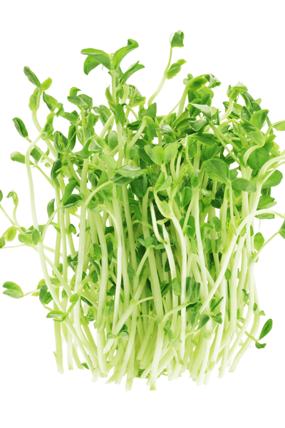 Pea Shoots- Freshly Harvested - Markito Fitness & Nutrition