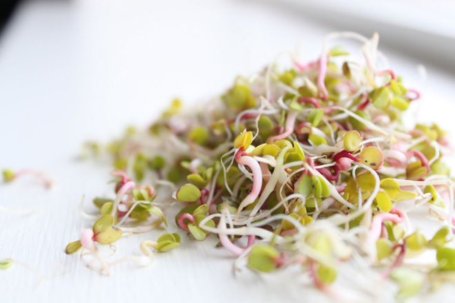 Kamut Sprouts | Markito Nutrition