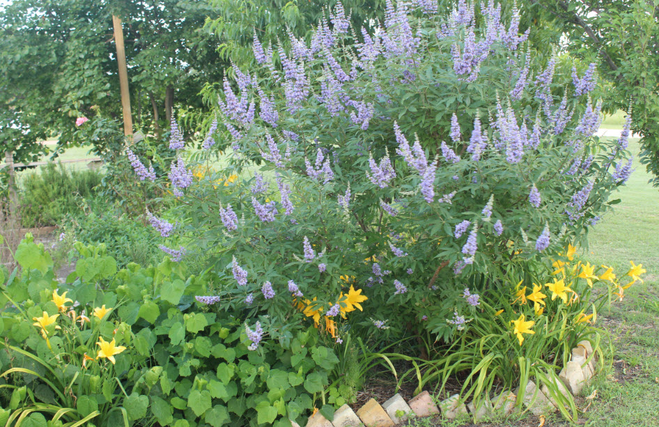 Vitex-TheTexas Lilac (Vitex agnus-castus)