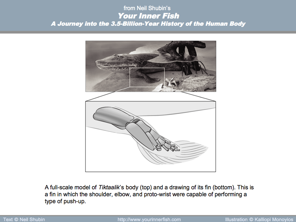 Evolution Myths: Could Mermaids Have Evolved? – MatterUnderMind