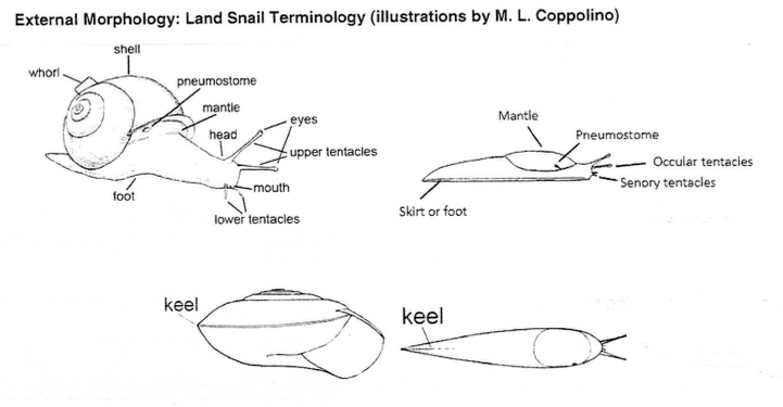 Sea Slug Anatomy THE TiDE CHAsER: Marine Slugs Of Singapore