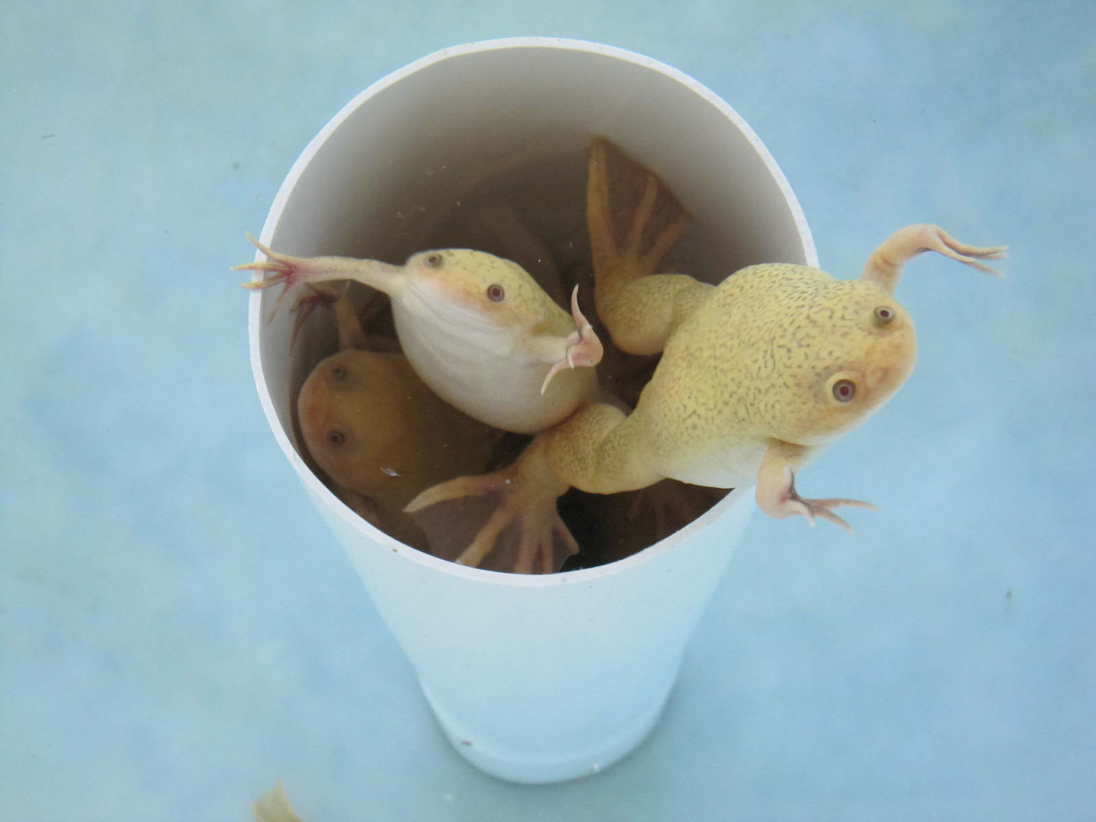 Enter the world of the xenopus / Boing Boing