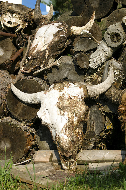 The grisly business of buffalo bones / Boing Boing