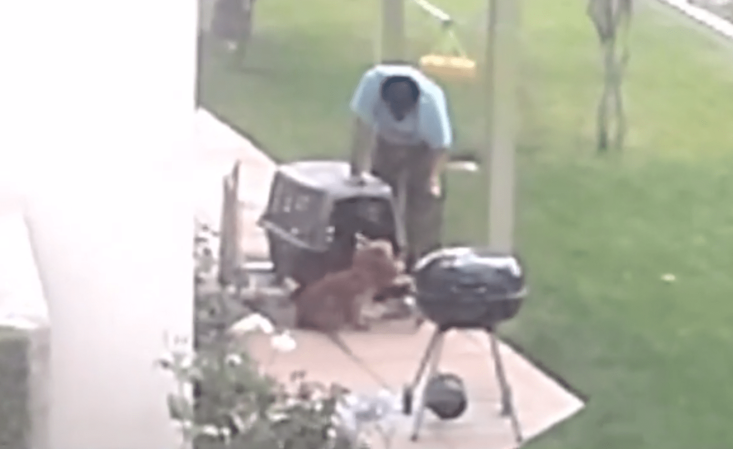 Spaniel saved by local kids videoing it being beaten by its owner ...