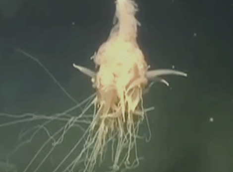The 'flying spaghetti monster' actually exists and there's video of it ...
