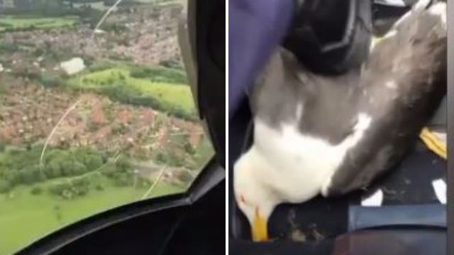 Terrifying moment seagull smashes through helicopter windscreen | Metro ...