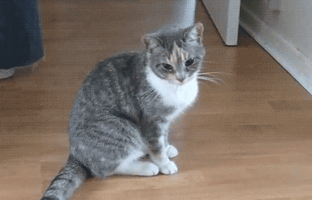 #GifResume: People are sharing what their CV would look like as a gif ...