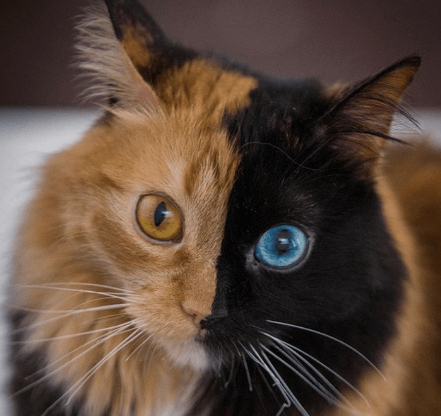Quimera, the cat has two completely different sides to her face | Metro ...