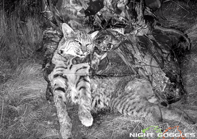 Hunter films bobcat he just shot as it writhes round in agony | Metro News