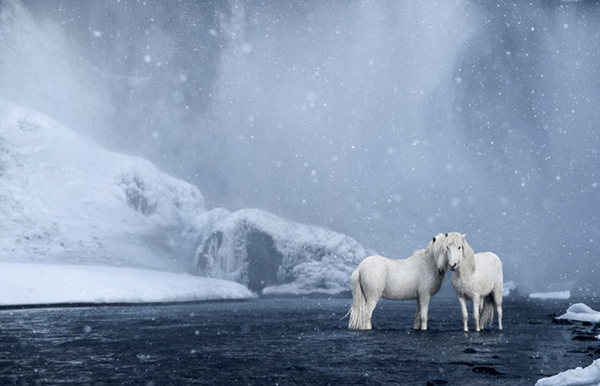 Now that winter is back, enjoy these Icelandic ponies playing in the ...