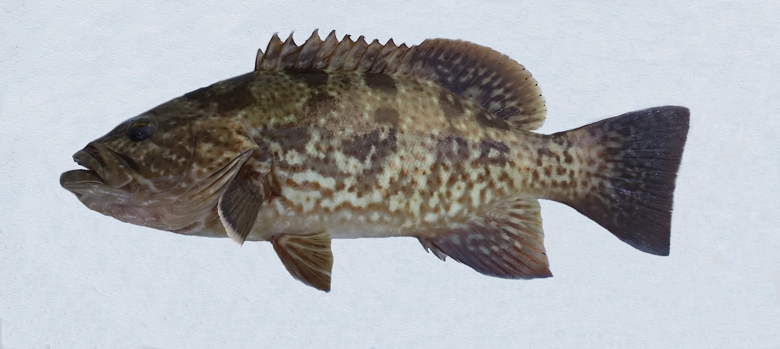 Leopard Grouper | Mexico – Fish, Birds, Crabs, Marine Life, Shells and ...