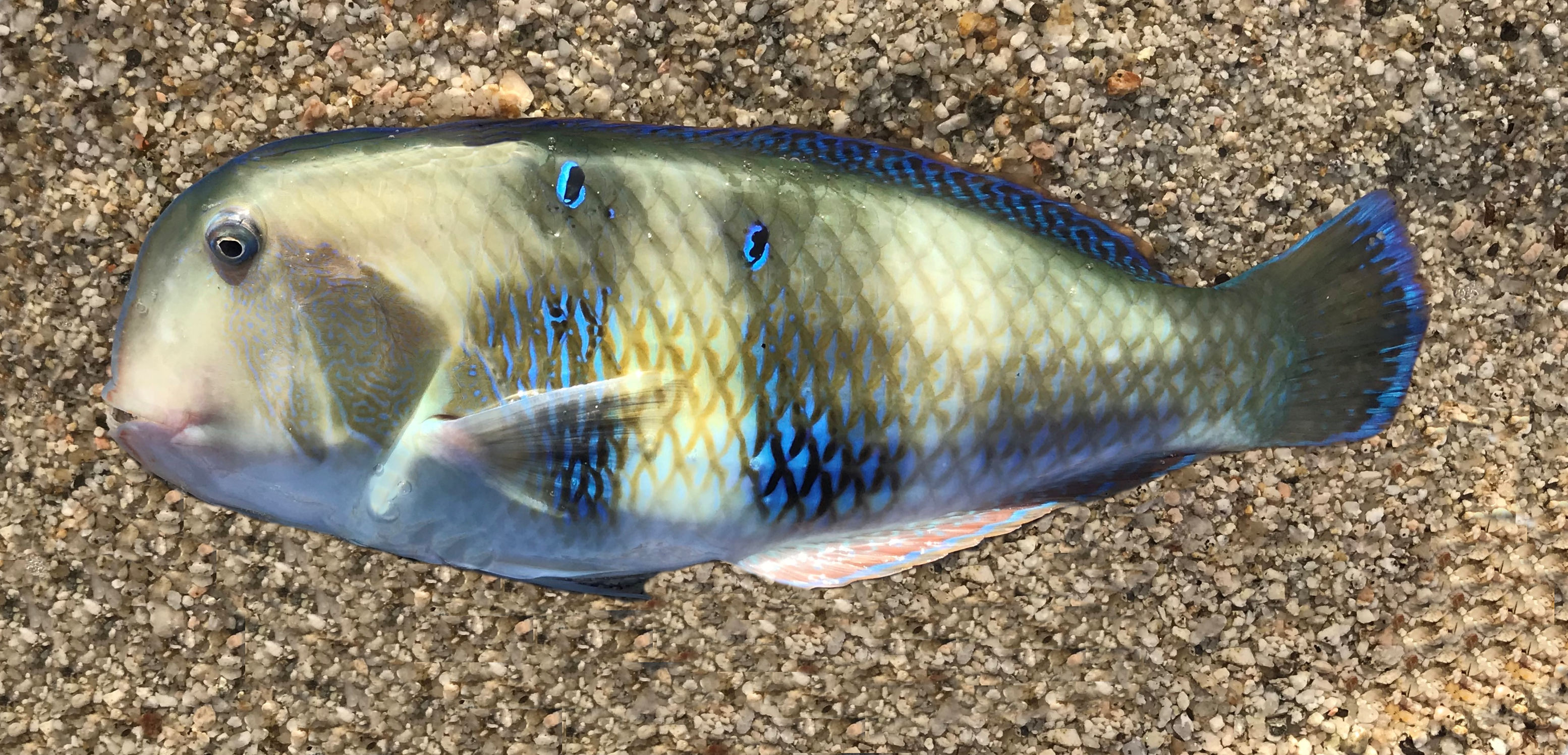 Peacock Razorfish | Mexico – Fish, Birds, Crabs, Marine Life, Shells ...