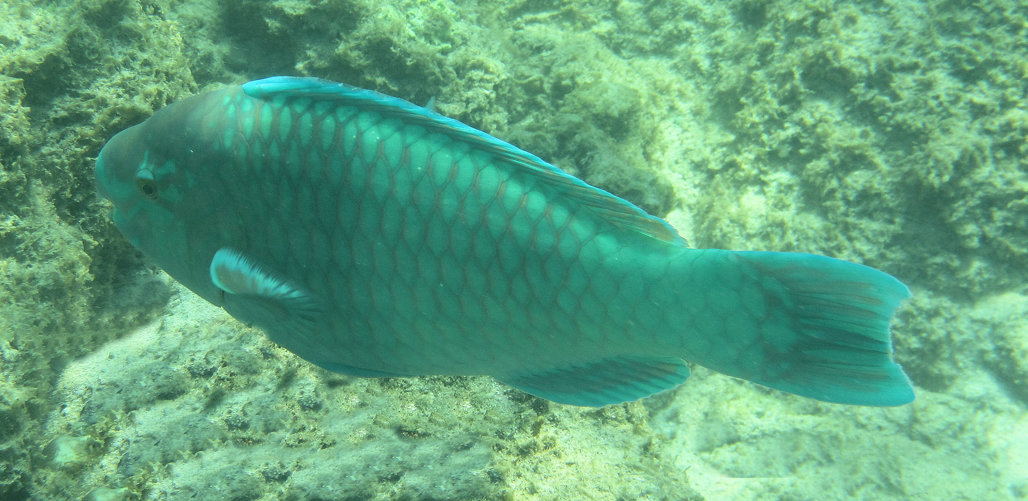 Azure Parrotfish | Mexico – Fish, Birds, Crabs, Marine Life, Shells and ...