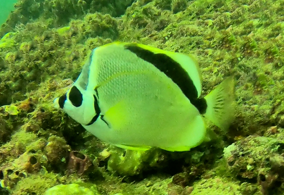 Barberfish | Mexico – Fish, Birds, Crabs, Marine Life, Shells and ...