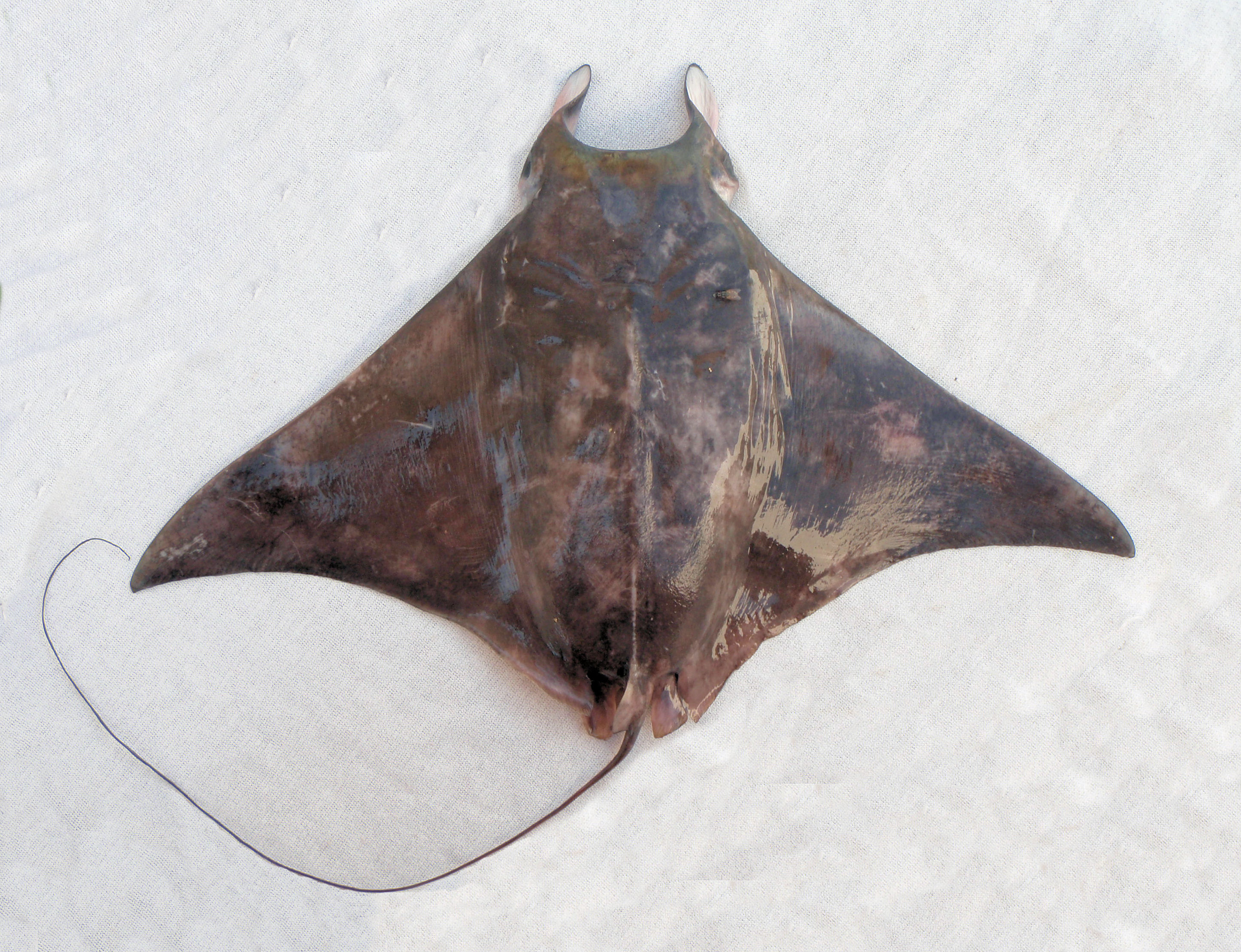 Pygmy Devil Ray | Mexico – Fish, Birds, Crabs, Marine Life, Shells and ...